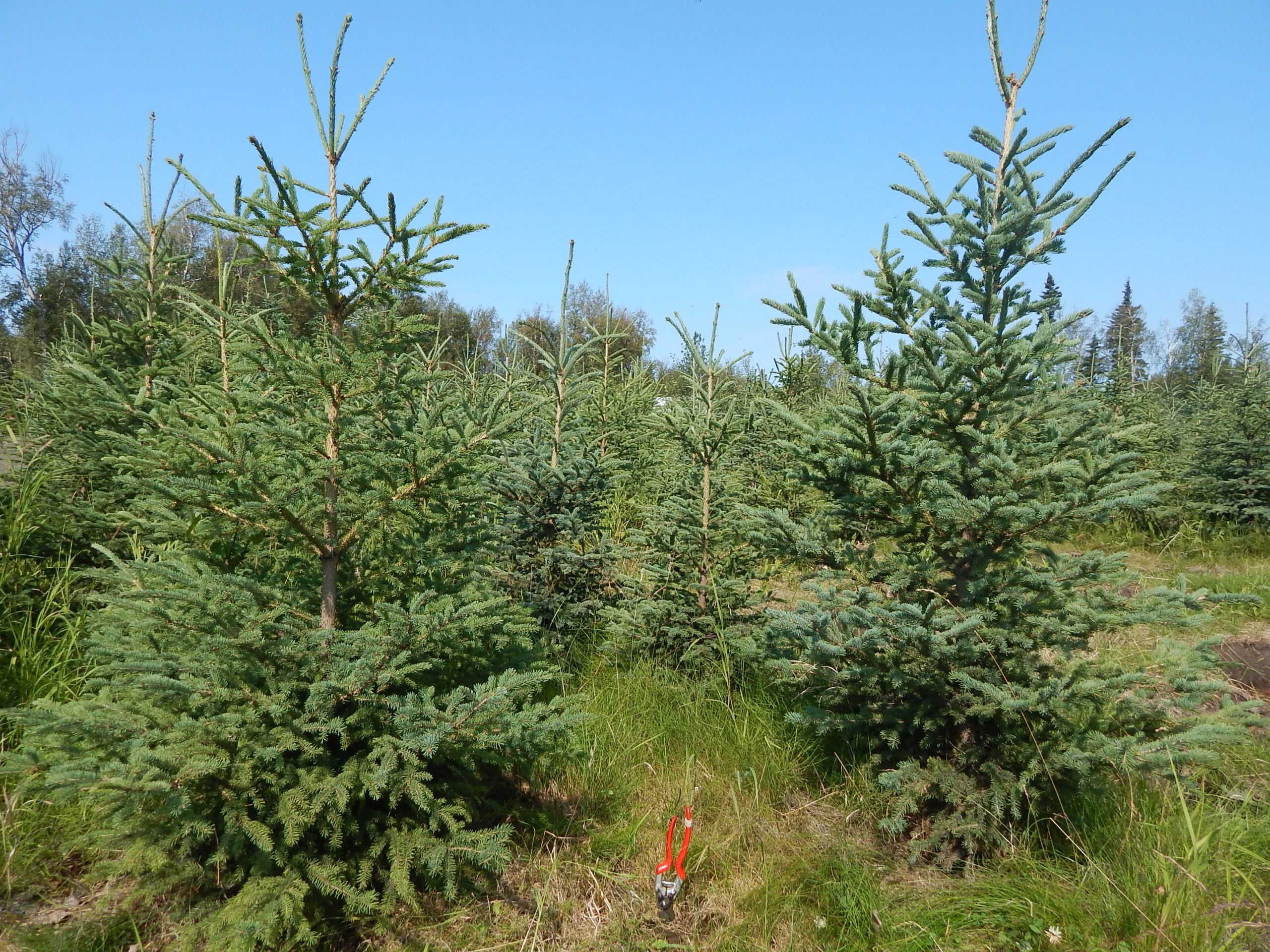 More Information | Seed-N-Tree Farms