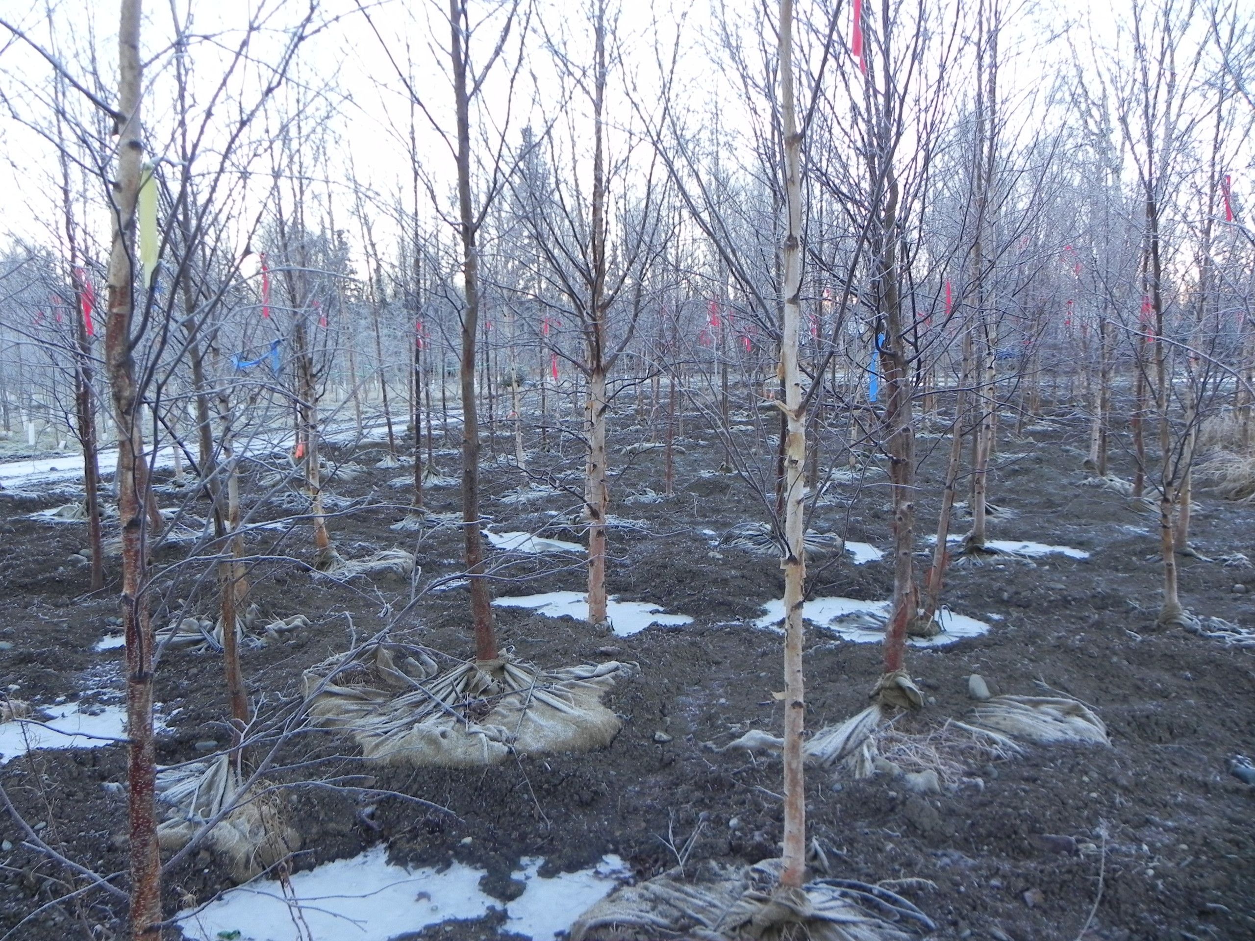 More Information | Seed-N-Tree Farms