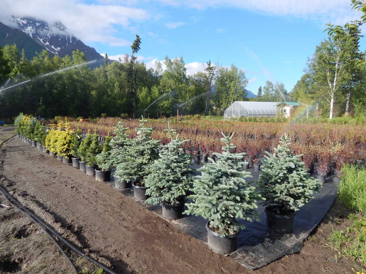 More Information | Seed-N-Tree Farms