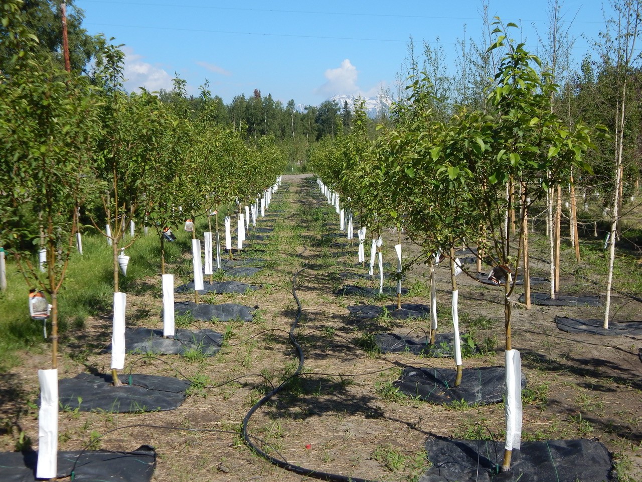 More Information | Seed-N-Tree Farms